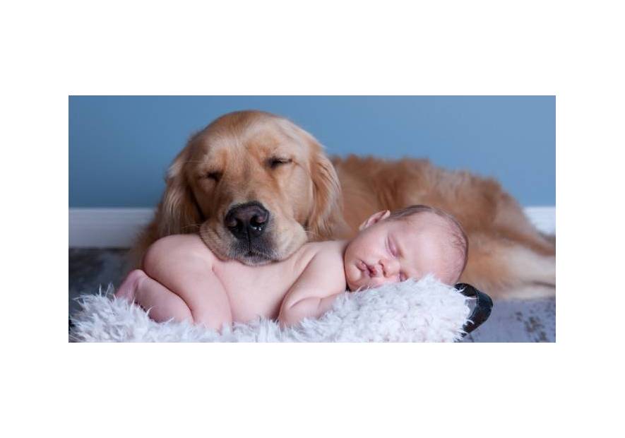 Najlepsze rasy psów do domu z dziećmi - Sklep Zoologiczny Świat Pupila